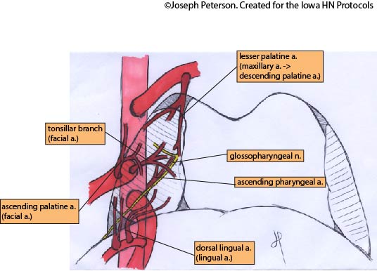 Tonsillectomy Procedure Step By Step